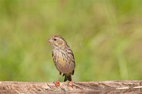 Female European Serin Serinus Serinus Standing On Wood Stock Image Image Of Europe Perched