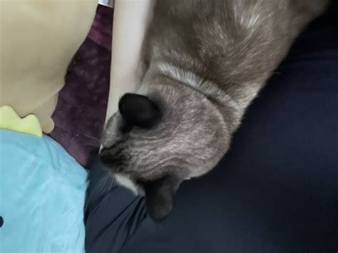 [잡담] 오늘도 품에 들어와있다 인스티즈 Instiz 일상 카테고리