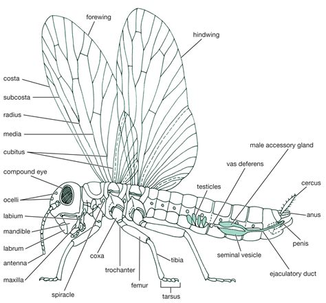 Insect Diversity Adaptations Habitats Britannica