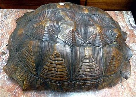 Medium Gopher Polyphemus Tortoise Shell Natural History Industry Science And Technology