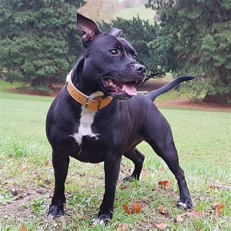 Soothing Tortoise Soothing Tortoise Massage Lmt 8359