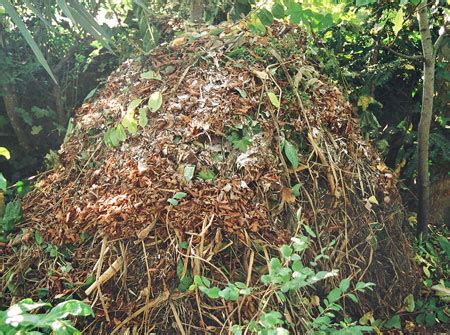 Where Ideas Come From The Compost Heap Miranda S Hearth