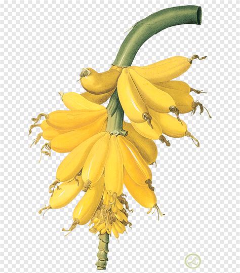 กล้วยผลไม้เมืองร้อนสับปะรดกล้วย ศิลปะ Auglis Png Pngegg