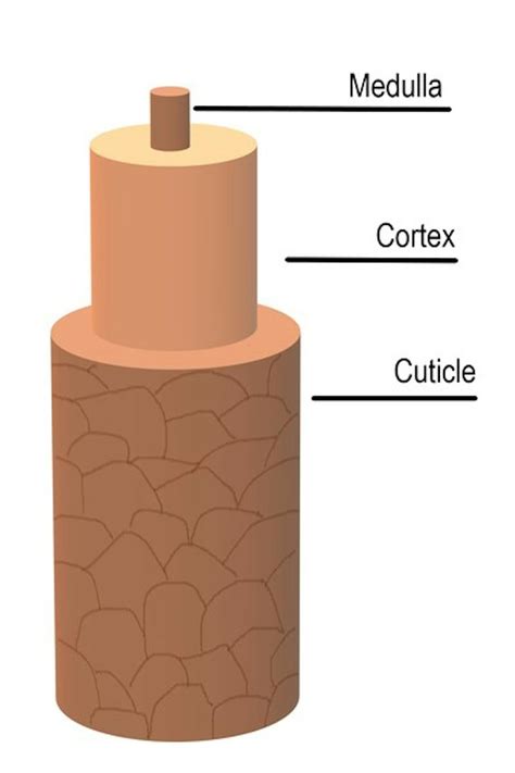 Why Does Your Hair Curl In The Summer A Chemist Explains The Science