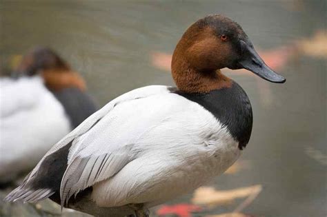 What Is A Canvasback Duck At Archer Ruth Blog