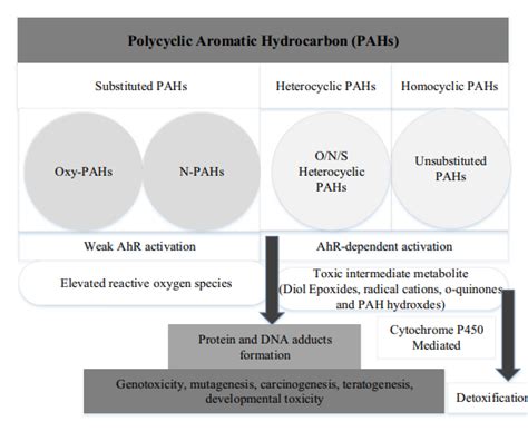 Mutagenic And Genotoxic Effect Of Polycyclic Aromatic Hydrocarbons On