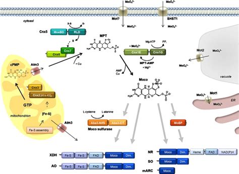 Organization Of Biosynthesis Distribution And Maturation Of Moco In