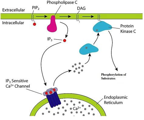 Effects Of α Receptor Stimulation Is Dependent On The Particular