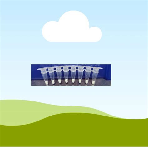 Rna Colorimetric Lamp Assay Kit Plus Lyophilized 8 25 Ul Reactions I