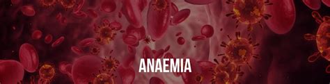 Anaemia Symptoms Causes And Treatment Options Guide