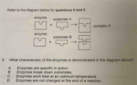 Solved Refer To The Diagram Below For Questions 5 And Enzyme