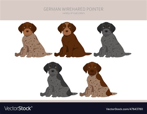 German Wirehaired Pointer Puppies Clipart Vector Image