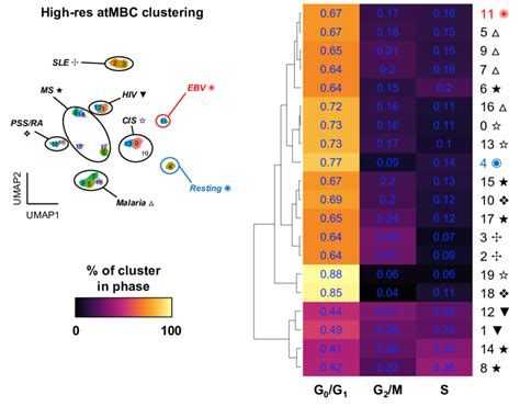 Figure S1 Cell Cycle Scoring Of Abcs By Disease Download Scientific Diagram