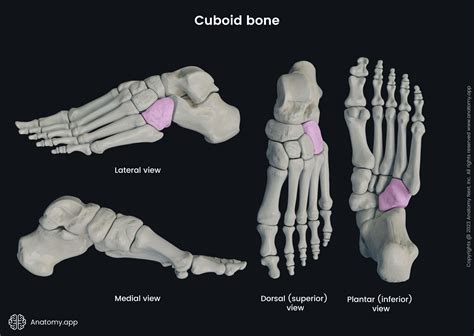 Cuboid Bone Anatomy App