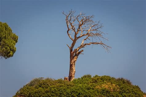 푸른 하늘 배경 개념 죽음과 삶에 고립 된 하나의 오래된 죽은 나무 가뭄에 대한 스톡 사진 및 기타 이미지 가뭄 건조한 겨울나무 Istock