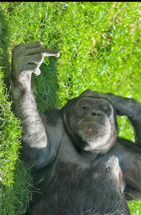 Gorila Sacando El Dedo Medio Immagini Divertenti Immagini