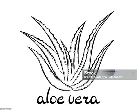 식물 알로에 베라와 비문 0명에 대한 스톡 벡터 아트 및 기타 이미지 0명 건강관리와 의술 건강한 생활방식 Istock