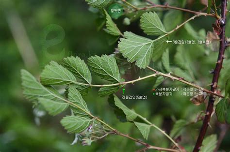 이름순 계절별 꽃색으로 찾기 가시복분자딸기