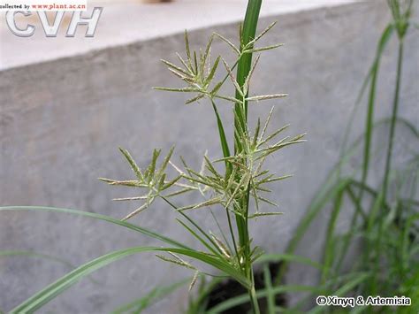 香附子草可以水养吗 香附子草 香附子草图片 大山谷图库