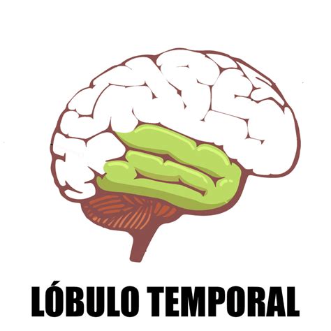 O Lóbulo Temporal Localização Funções E Characteristics The Brain Blog