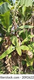 Desi Banana Trees India Stock Photo 2092622824 Shutterstock