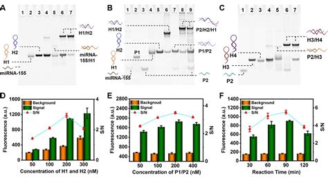 Enzyme‐free Fluorescent Detection Of Microrna In Clinical Samples By Catalytic Hairpin Assembly