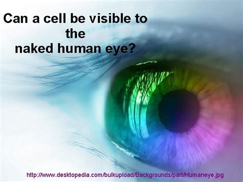 Chapter Cell Structure And Function Cell Size