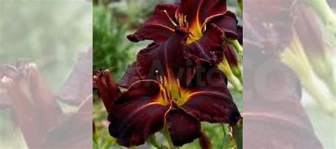 Лилейники сортовые купить в Абакане с доставкой | Товары для дома и ...