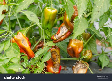 Pythium Root Rot Images Stock Photos Vectors Shutterstock