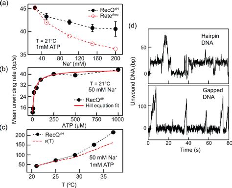 Figure 1 From Single Molecule Measurements Of Dna Helicase Activity With Magnetic Tweezers And T