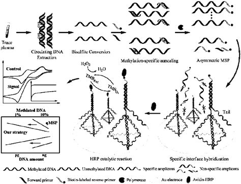 Electrochemical Detection Method For Methylation Of Free Dna In Plasma And Kit Eureka Patsnap