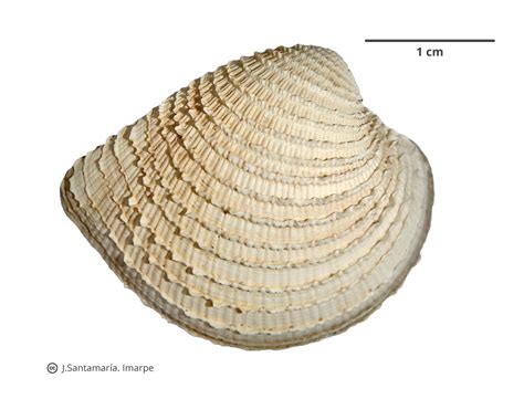 Catálogo Digital De La Biodiversidad Acuática Del Perú