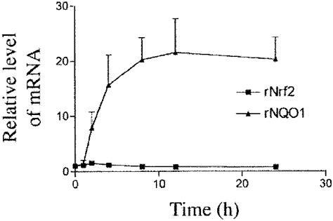 Sulforaphane Does Not Increase Expression Of Rnrf2 Mrna Total Rna Was
