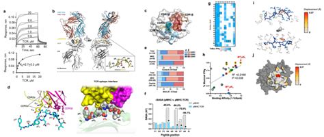 Structure Of The Pmhc Tcr Ternary Complex A Kinetics Of Tcr 47be7 Download Scientific