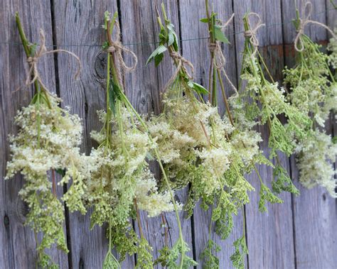 Filipendula Ulmaria Meadowsweet Bare Roots — Buy Plants Online At