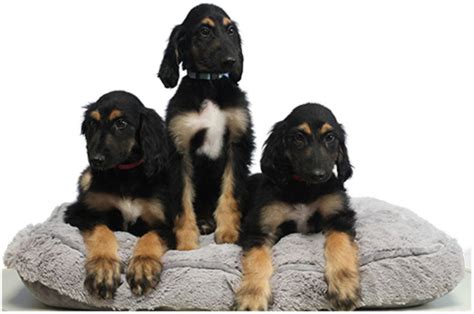 Científicos Crean Tres Clones Cachorros De Snuppy El Primer Perro