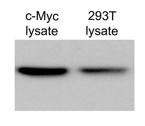 C Myc Overexpression Lysate Nbl1 13414 Novus Biologicals