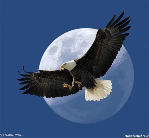 23 عکس از بهترین عکس های والپیپر لپ تاپ برای زیباتر کردن صفحه نمایش