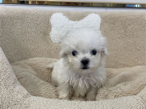 말티푸 나무 토이랙돌분양 토이브리티쉬숏헤어분양 토이스코티쉬폴드분양 토이러시안블루분양 토이강아지분양 토이고양이분양 토이비숑프리제입양 토이포메라니안입양 토이말티즈입양 토이말티푸