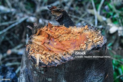 크고 건강한 나무는 뿌리에서 자릅니다 녹색 숲에서 새겨지고 자른 통나무 숲이 잘렸다 목재 산업이 숲을 파괴하고 있습니다 생태 재해 삼림 벌채 나무에 대한 스톡 사진 및 기타