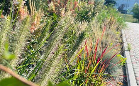 У столиці практично перестали використовувати однорічні квіти для озеленення Вечірній Київ