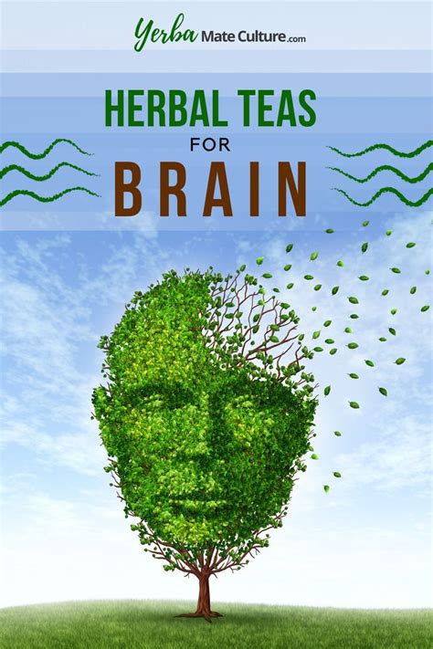 Best Herbal Teas For Focus Memory And Brain Health Herbalism Best