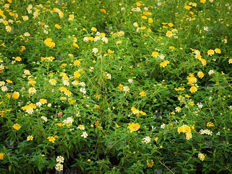 黄色的马缨丹花在绿色美丽清新的背景下发花。