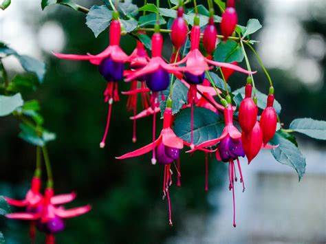 Fuchsia Plant Care How To Grow Fuchsia Flowers Gardening Know How