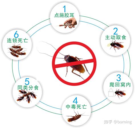 如何有效杀灭家中的蟑螂一文教你彻底学会如何利用杀蟑饵剂轻松除蟑螂 知乎