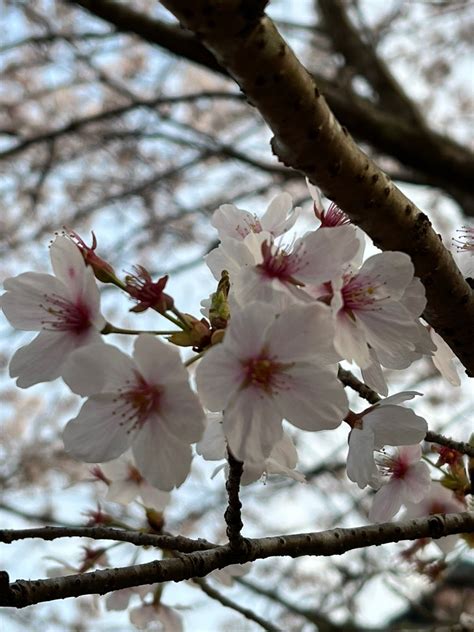 花に癒される ﾟ yohkoのブログ