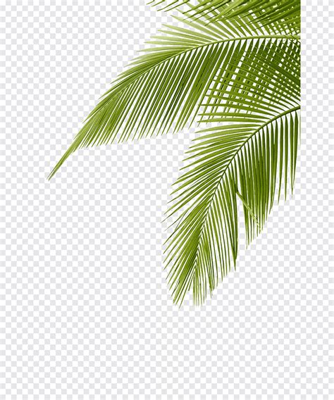 코코넛 잎 야자 나무 나뭇잎 Png Pngegg