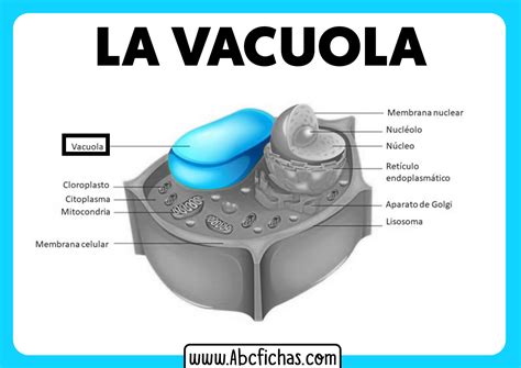 Diagrama De Vacuolo Celula Animal Vacuolas De La Celula Animal Y