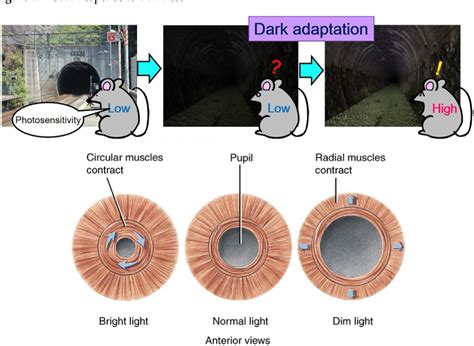 Figure 1 From Bio Inspired Dark Adaptive Nighttime Object Detection