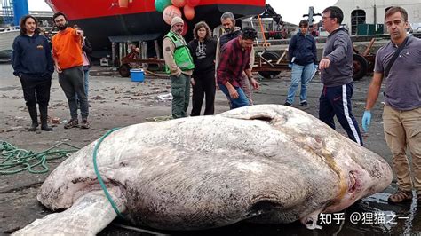 3吨重翻车鱼被捕获，是有史以来发现最大硬骨鱼，并非普通翻车鱼 知乎